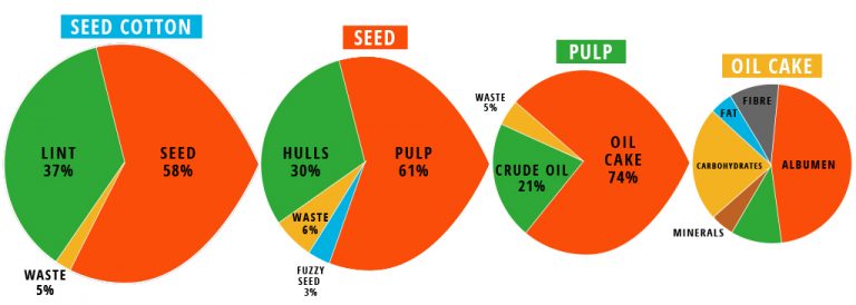 Cotton Facts - Cotton SA