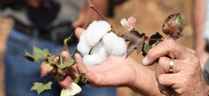 Cotton Facts - Cotton SA
