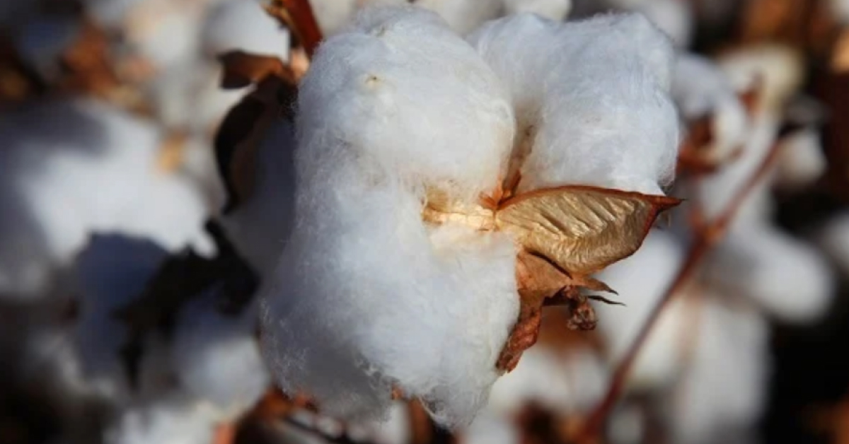 News Portal - Cotton SA