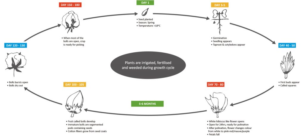 Cotton Facts - Cotton SA