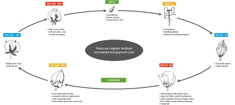 Cotton Facts - Cotton SA